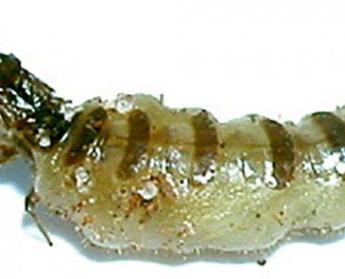Termites - Galerie photos - CALLISTO System